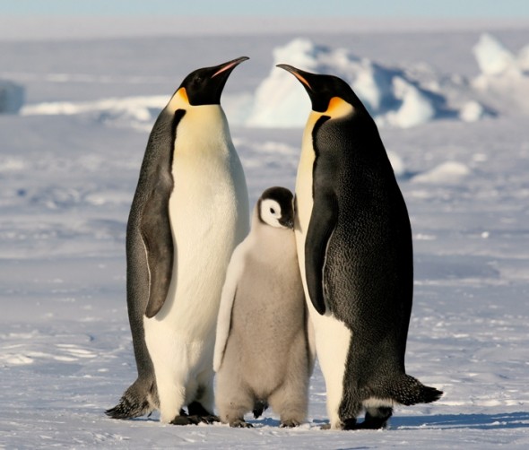 Pingüino Emperador « Valores Argentinos Db
